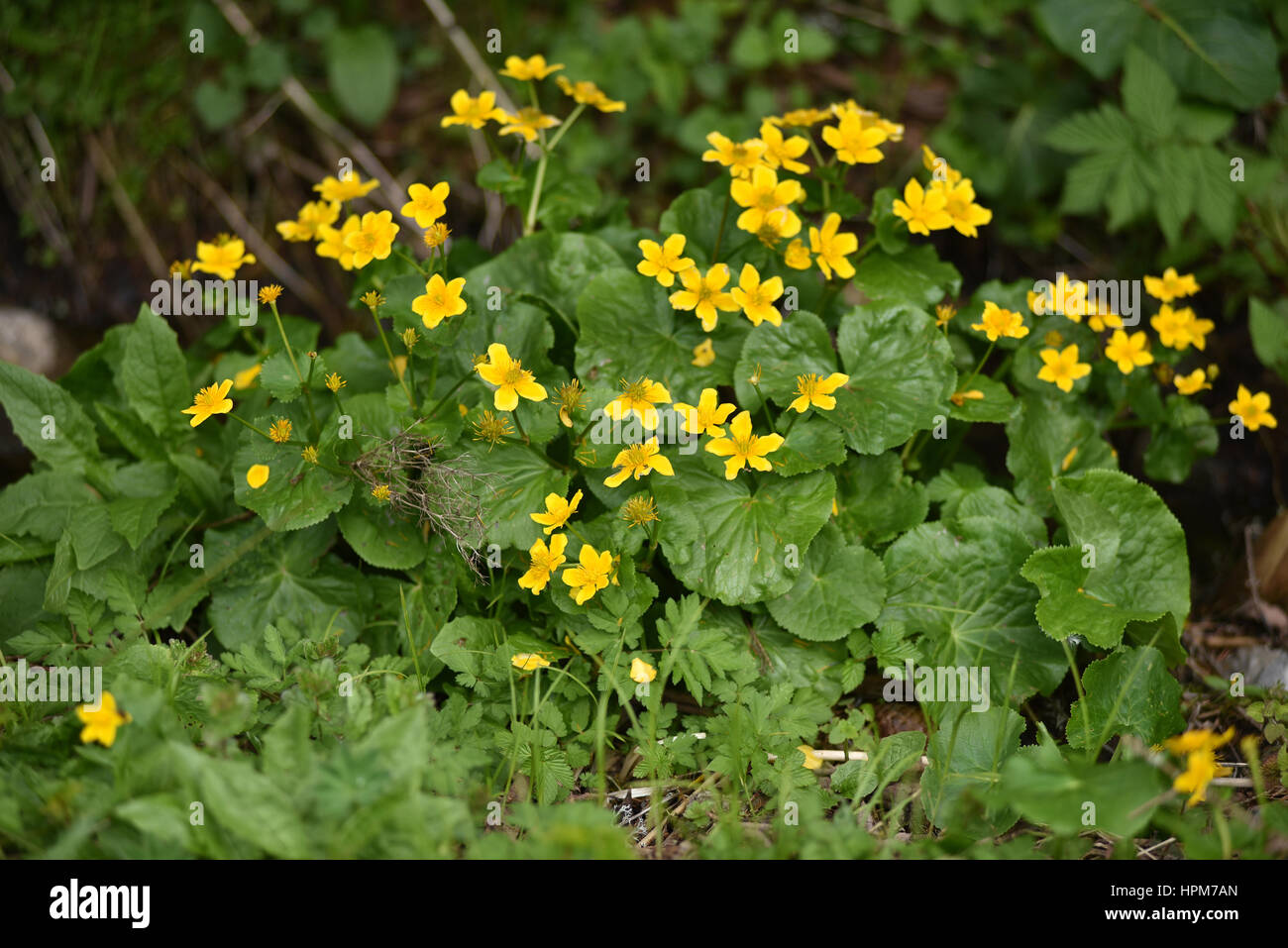 Yellow wildflowers in the wild Stock Photo - Alamy