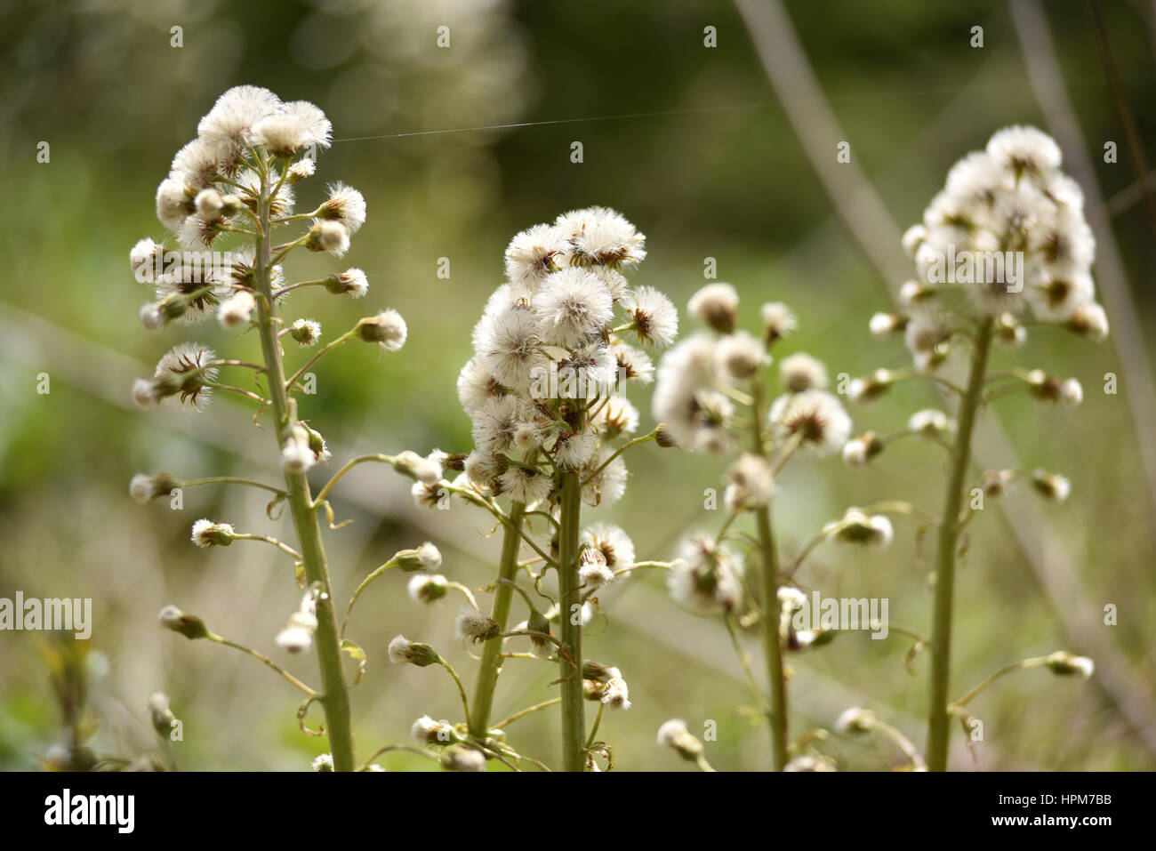 White fluffy flowers Stock Photo - Alamy