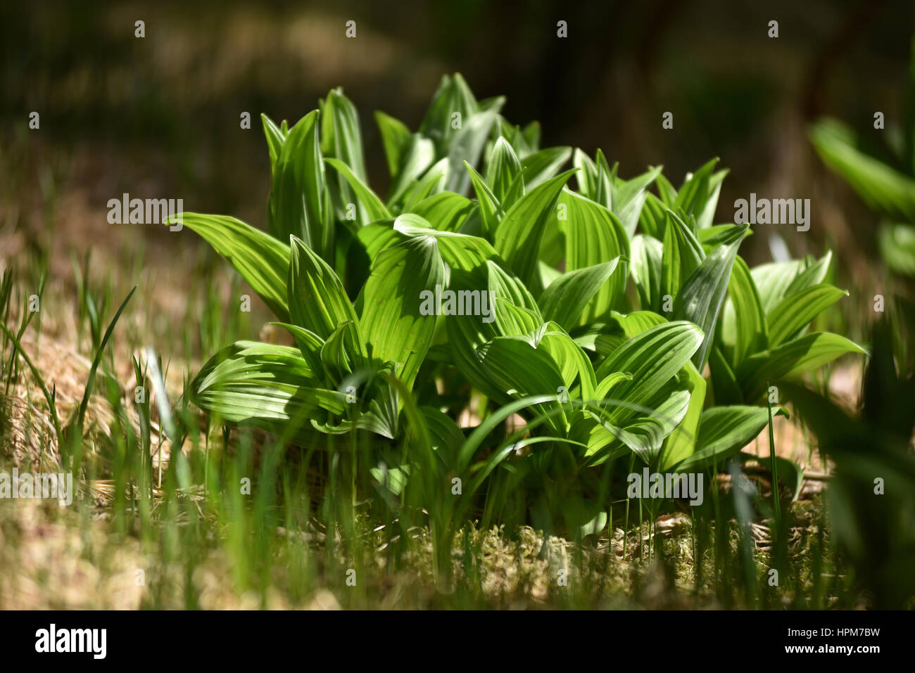 Green wild plant in the wilderness Stock Photo - Alamy