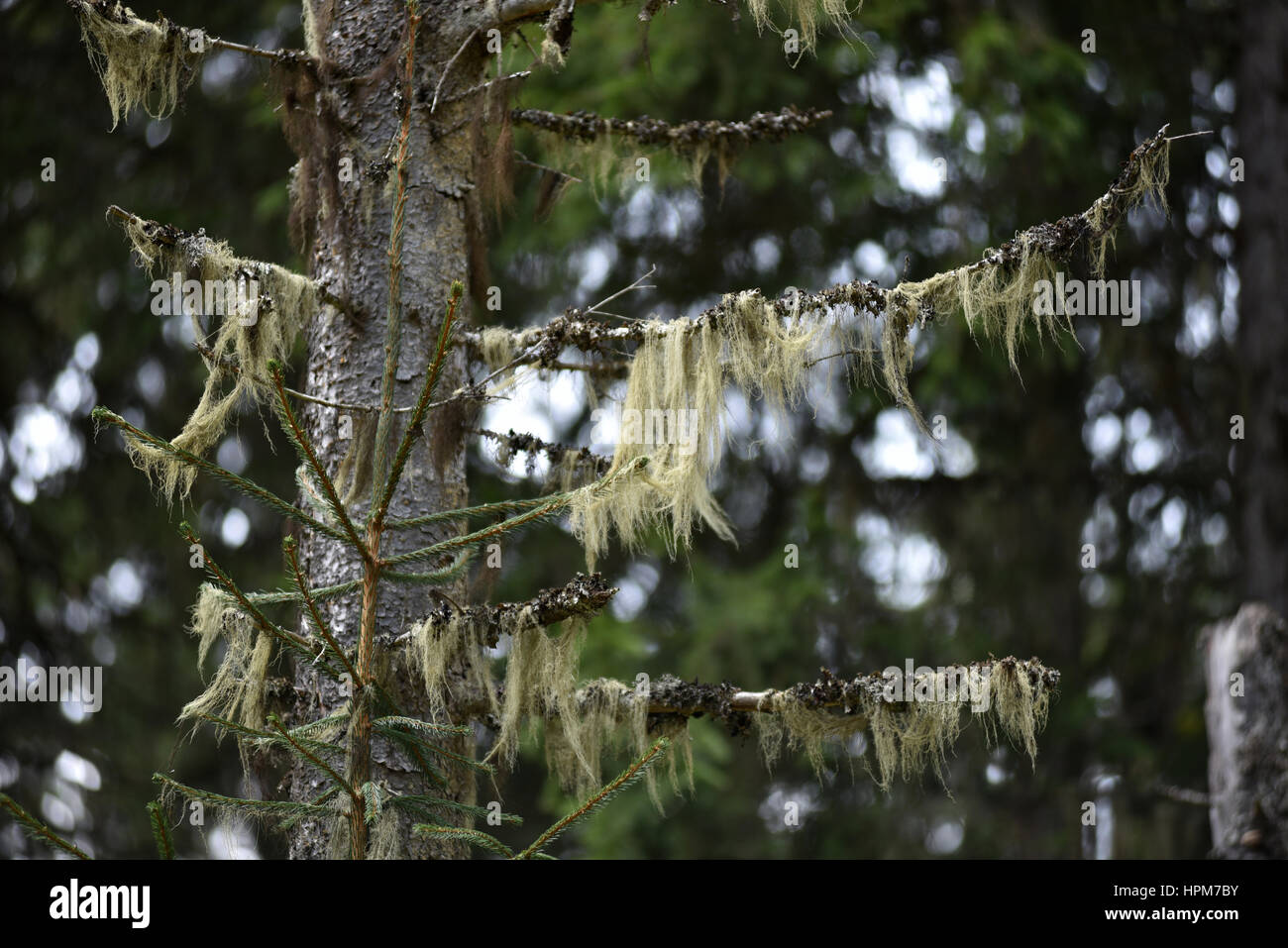 Usnea barbata, old man's beard. Fungus living in symbiosis with alga ...