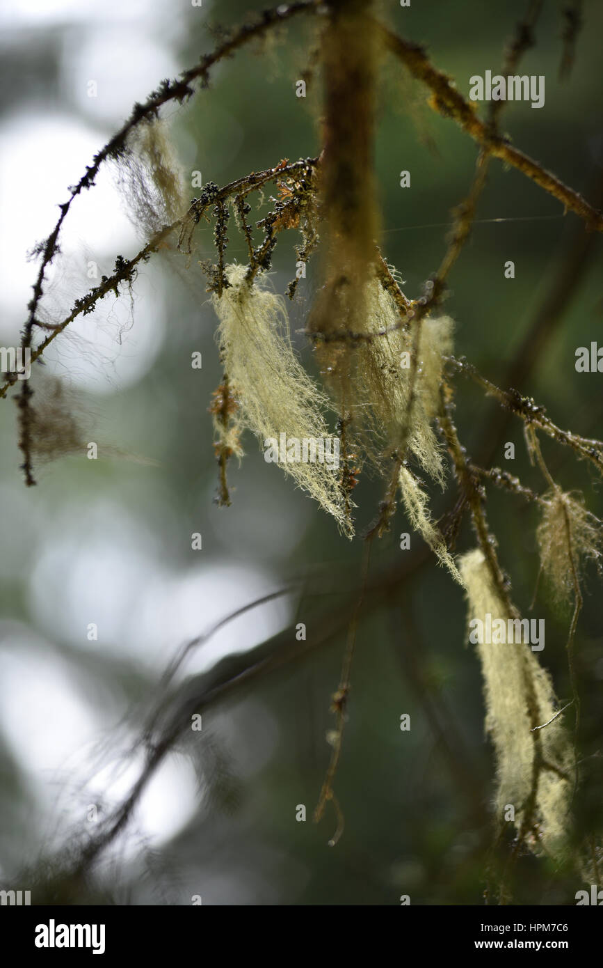Old mans beard usnea barbata hi-res stock photography and images - Alamy
