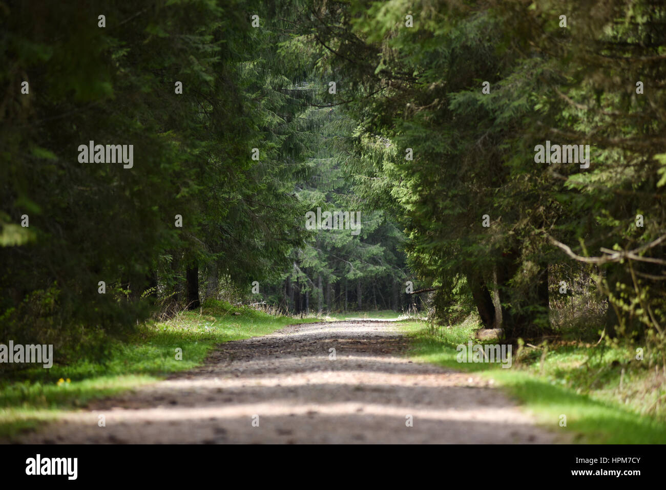 Long empty road perspective in the forest Stock Photo - Alamy