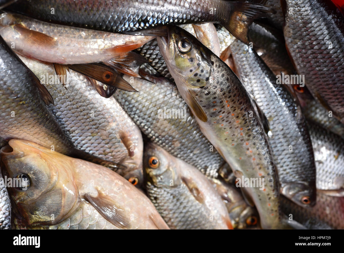 Seafood collection hi-res stock photography and images - Alamy