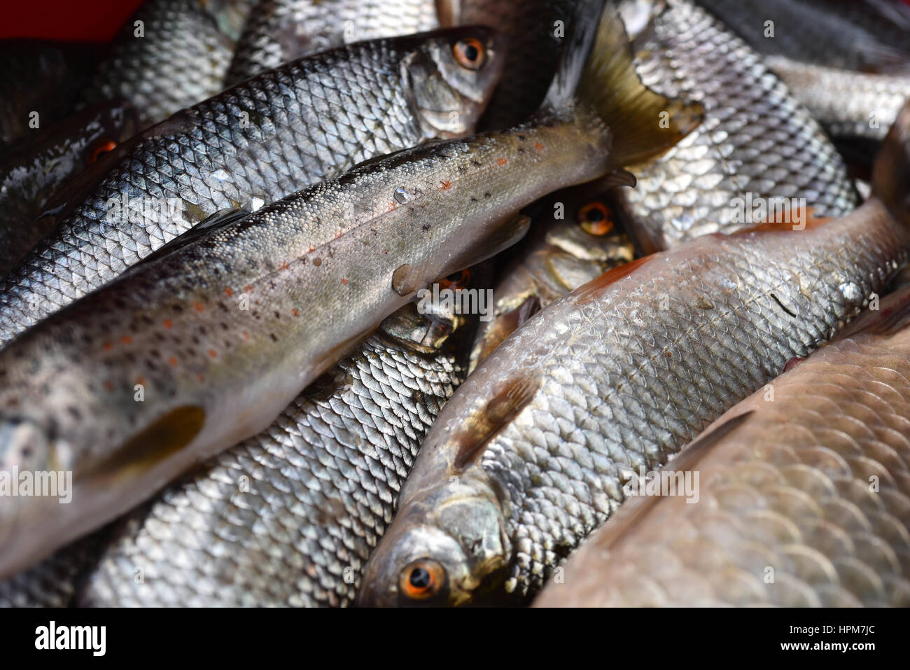 Mix of fresh fishes Stock Photo - Alamy
