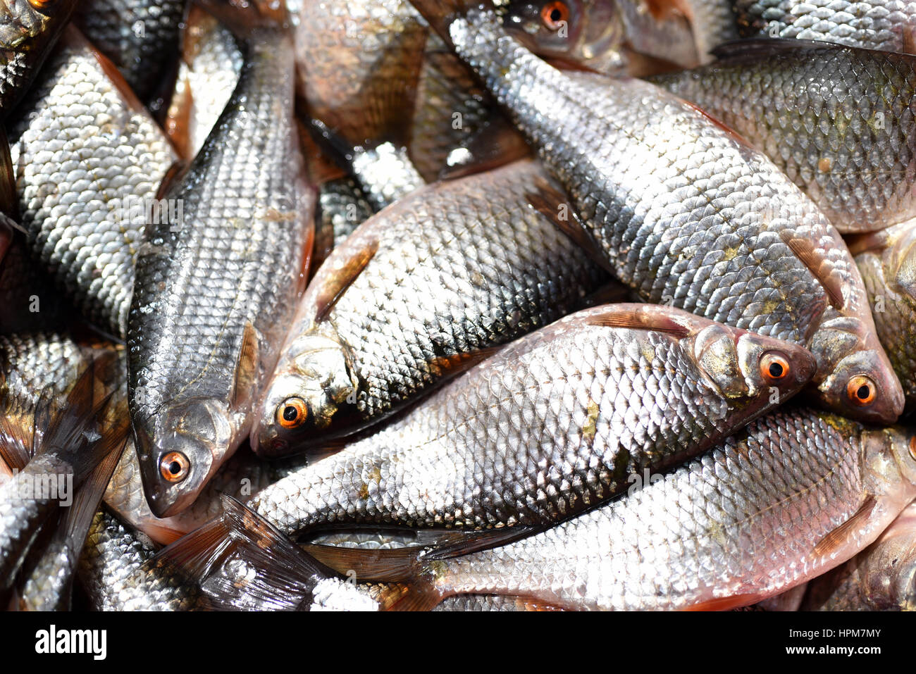 Group of fresh fishes Stock Photo - Alamy