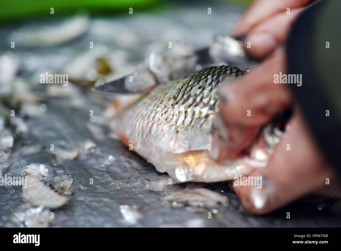 Firsherman clean freshly caught fish, cleaning scales Stock Photo - Alamy