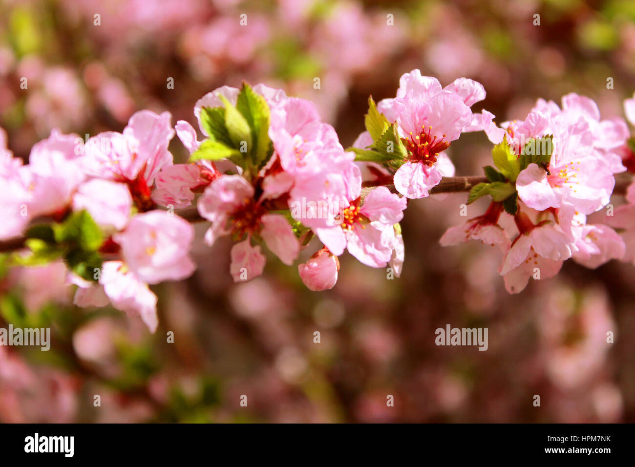 Spring Cherry blossoms Stock Photo - Alamy