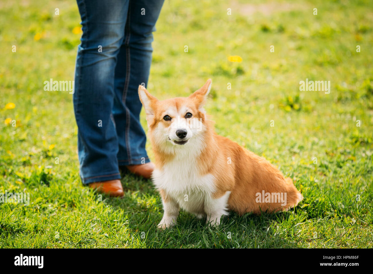 Pembroke Welsh Corgi Dog Puppy Sitting At Feet Of Owner In Green Summer ...
