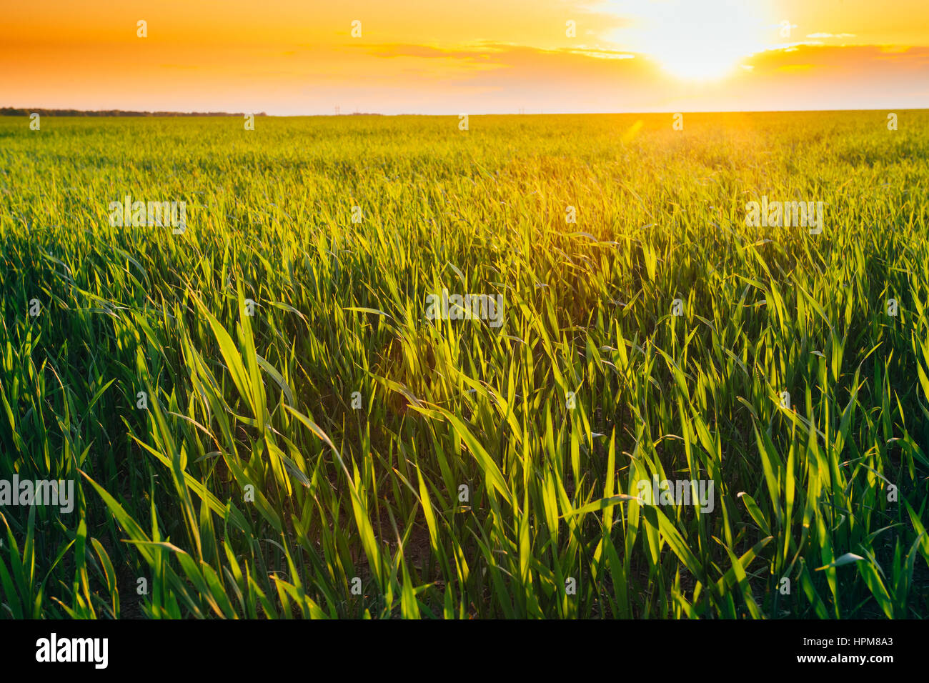 Wheat field under clear sky hi-res stock photography and images - Alamy