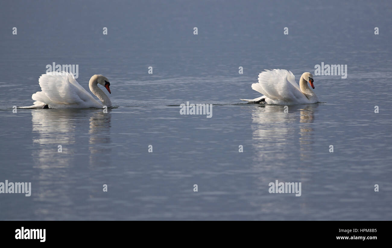 Mating pose hi-res stock photography and images - Alamy