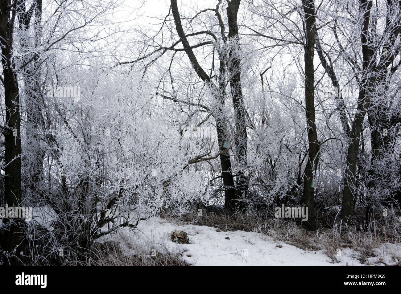 Frost covered trees Stock Photo - Alamy