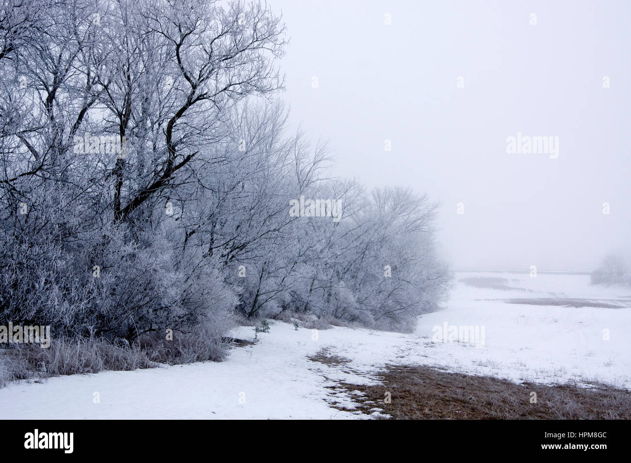 Ice and fog trees hi-res stock photography and images - Alamy