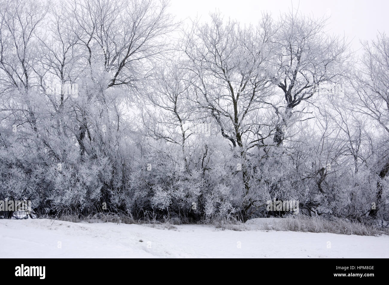 Frosty winter wintry weather hi-res stock photography and images - Alamy