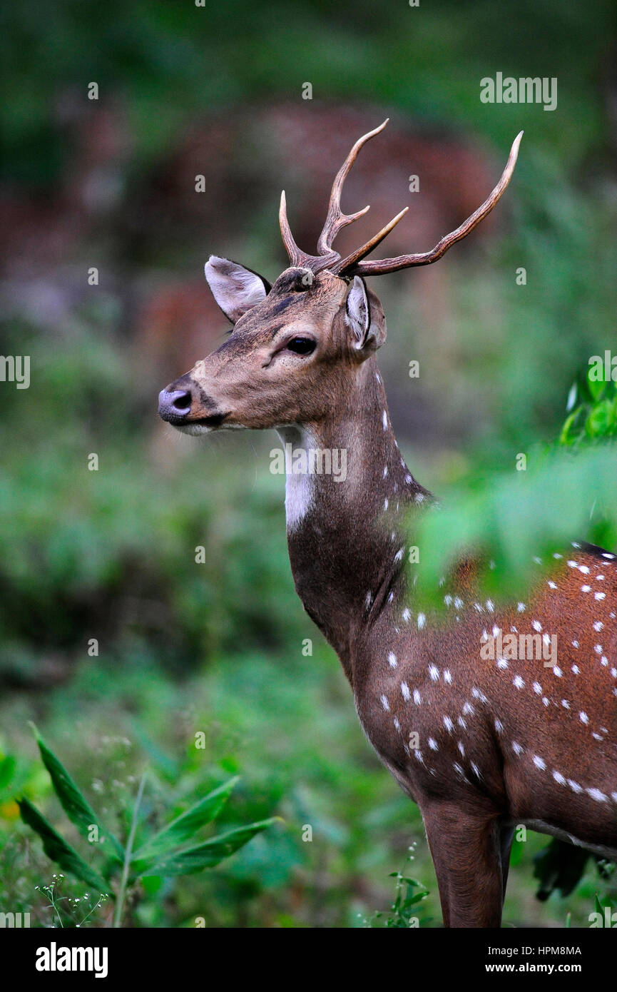 Indian axis deer in Nagarahole National Park, Karnataka, India Stock ...