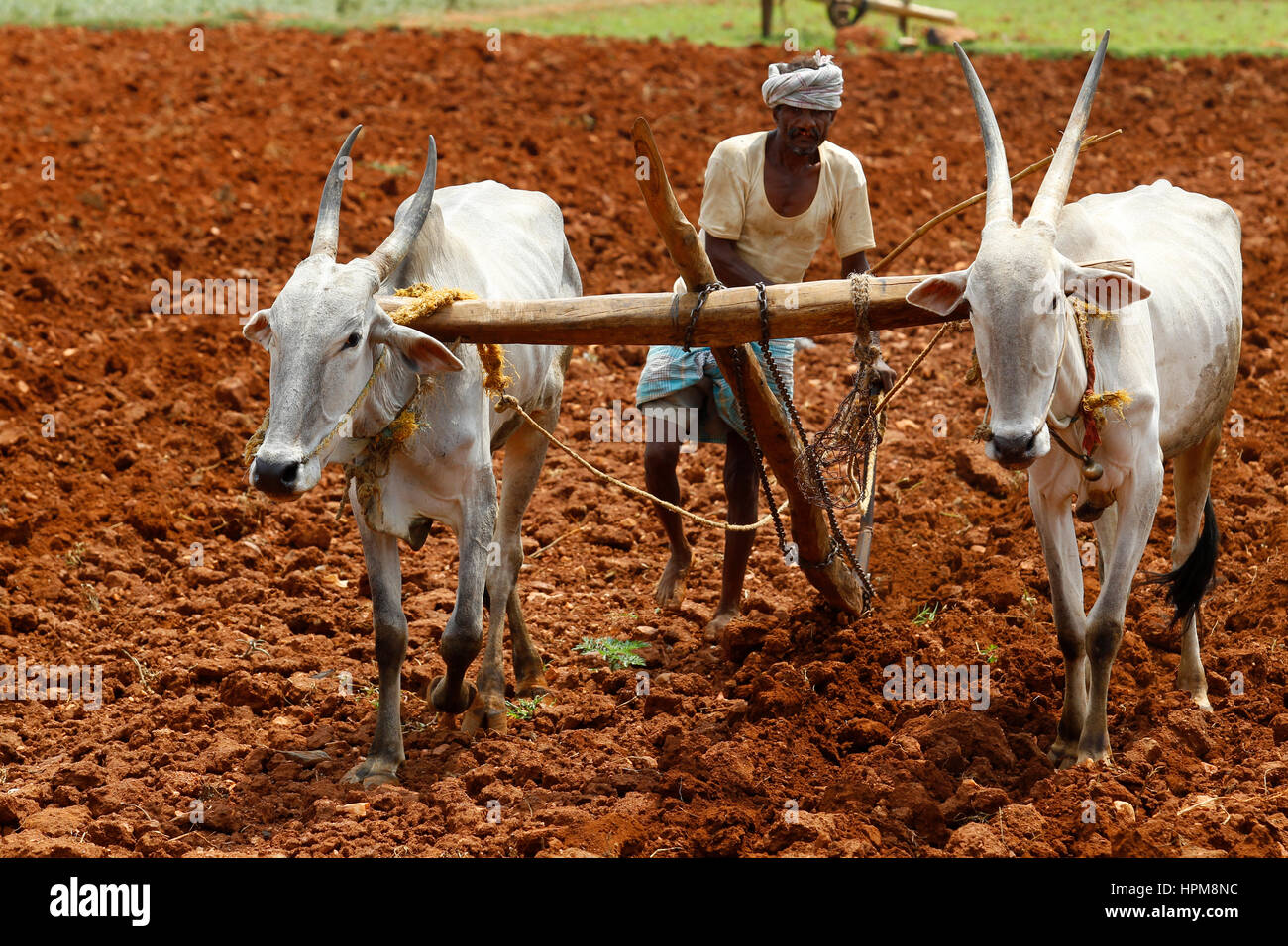Ploughing with bullocks hi-res stock photography and images - Alamy