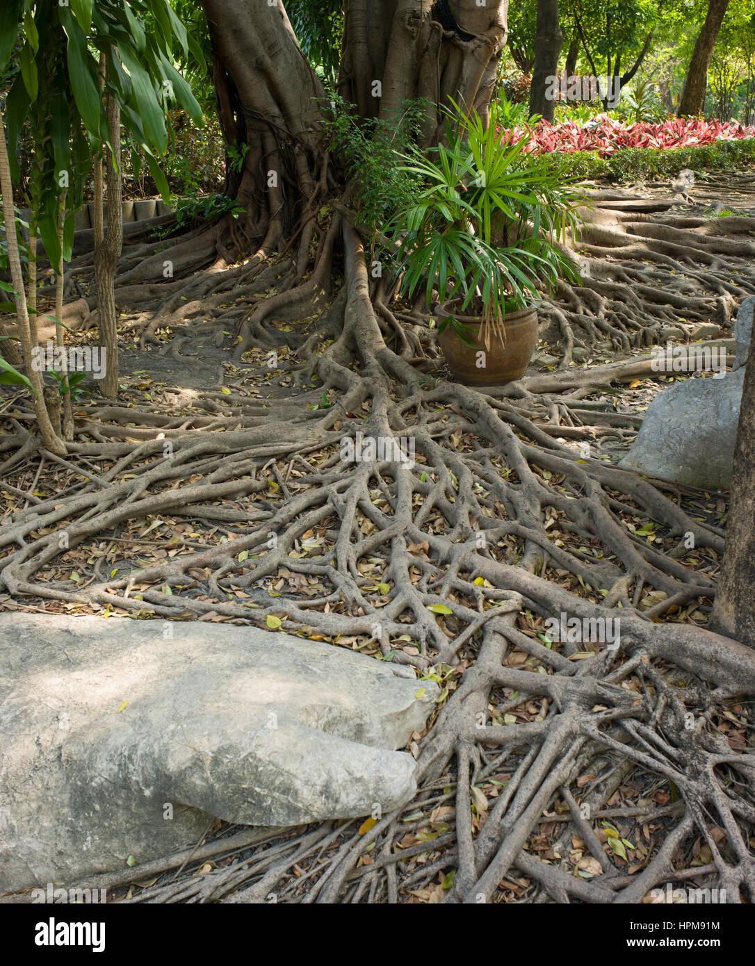 Exposed tree roots on ground, Bangkok, Thailand Stock Photo - Alamy