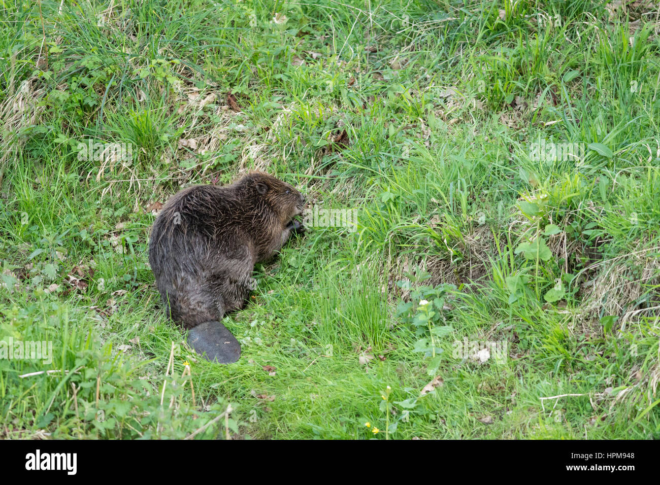Beaver tail close up hi-res stock photography and images - Alamy