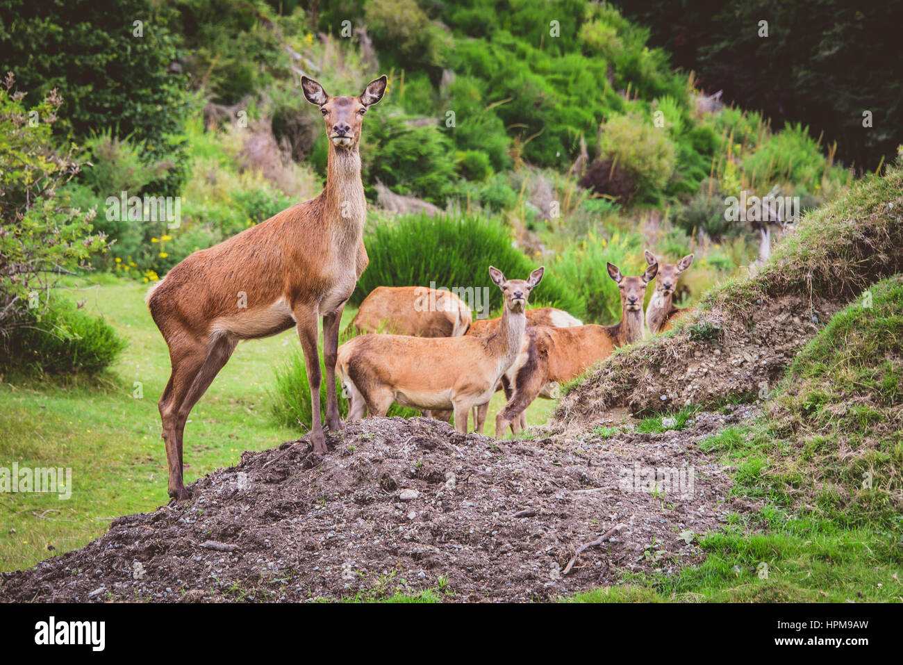 Deer farm new zealand hi-res stock photography and images - Alamy