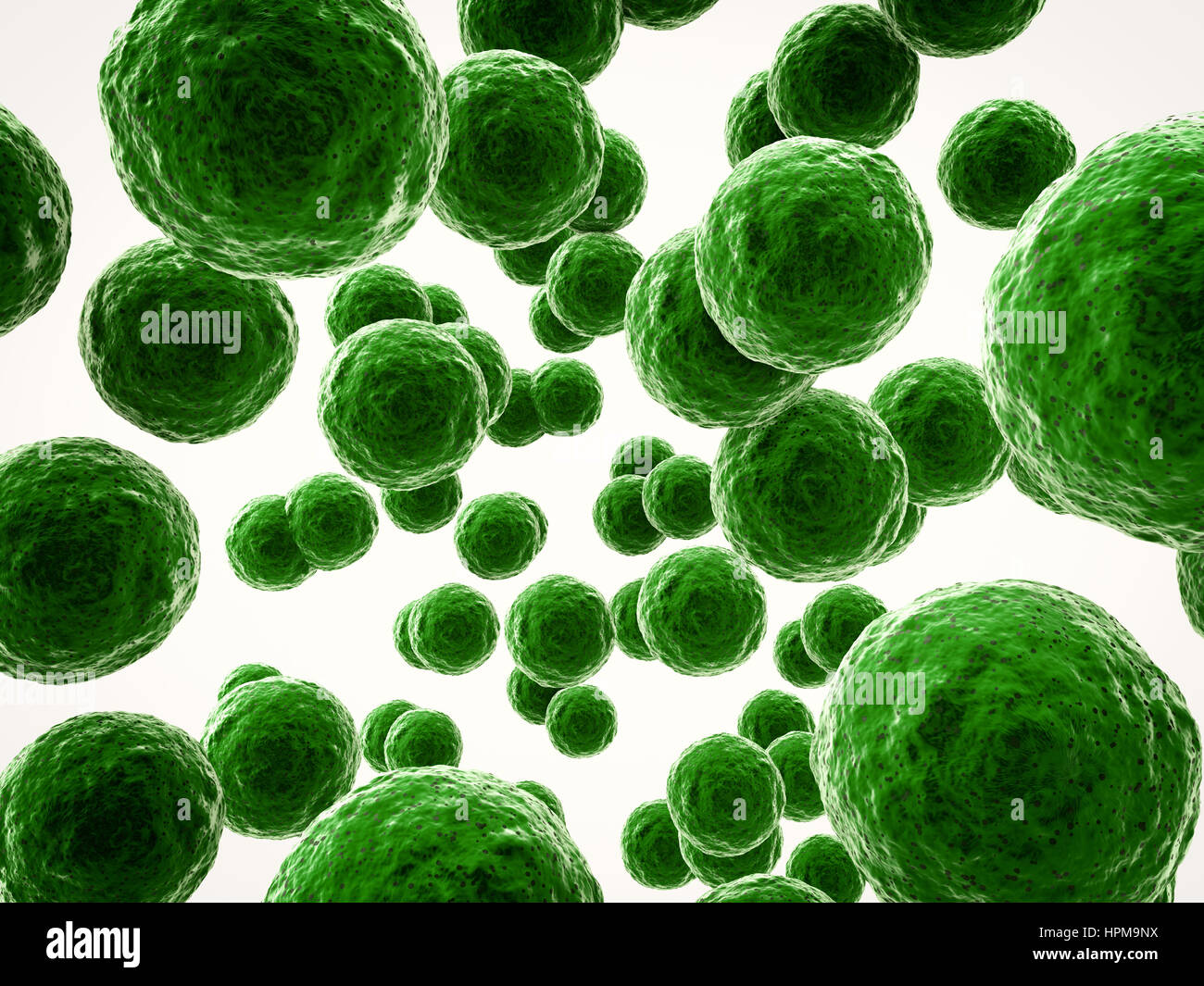 Spherical Bacteria