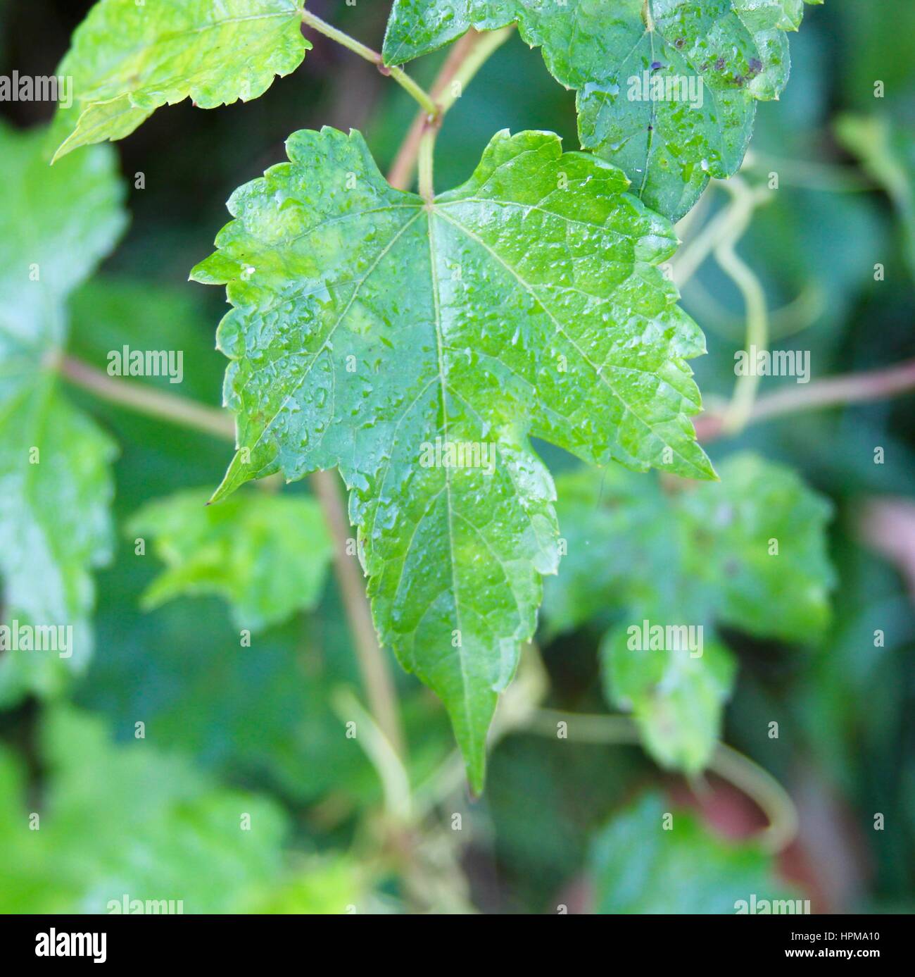 The green summer leaves on a close up view Stock Photo - Alamy