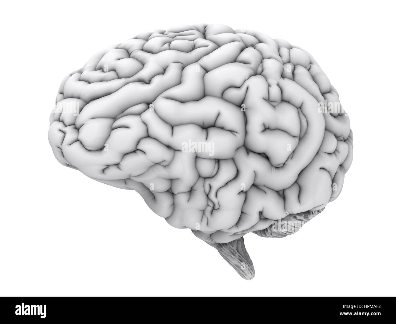 White human brain hi-res stock photography and images - Alamy