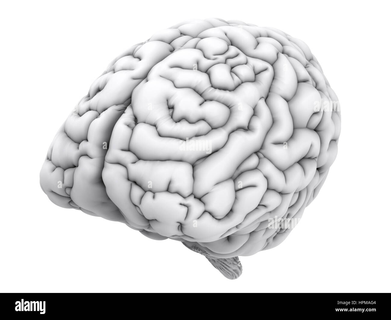 3d rendering white human brain isolated on white Stock Photo - Alamy