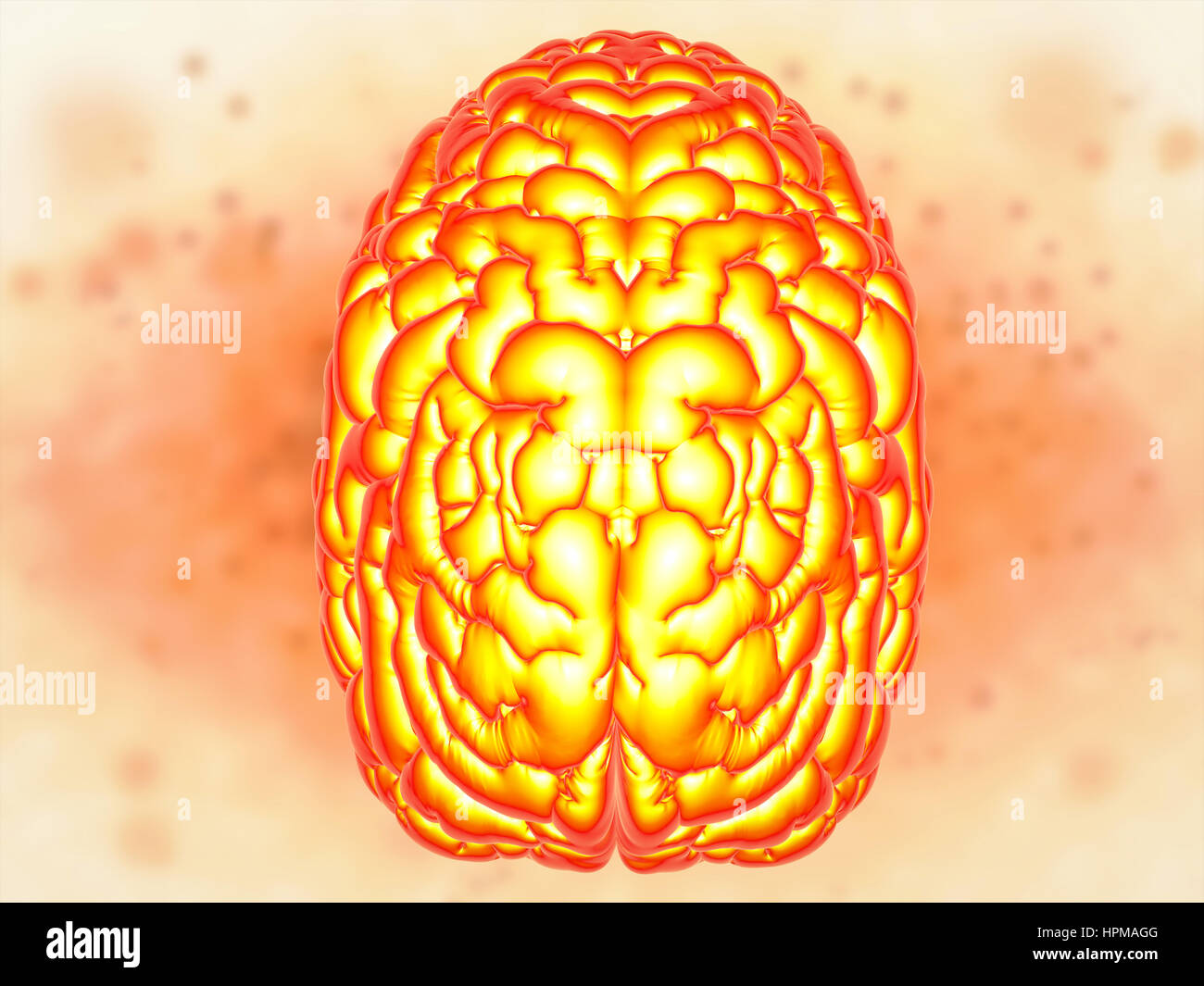 Human brain 3d xray hi-res stock photography and images - Alamy