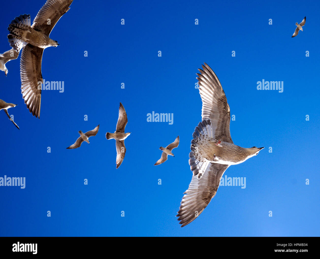 Birds fly overhead hi-res stock photography and images - Alamy