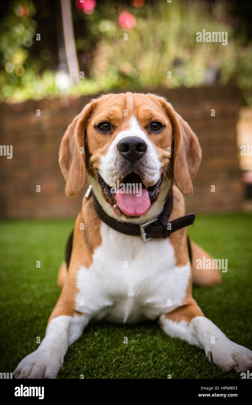 cute beagle laying down Stock Photo - Alamy
