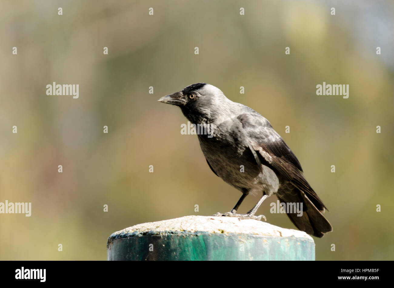 Grey crow closeup hi-res stock photography and images - Alamy