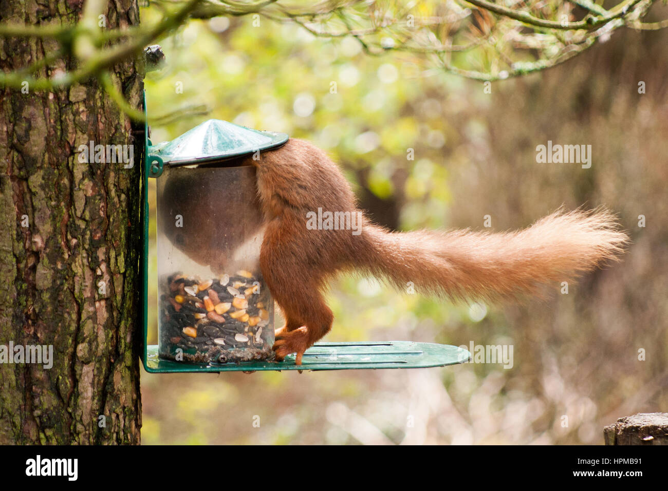 squirrel on nut feeder Stock Photo - Alamy