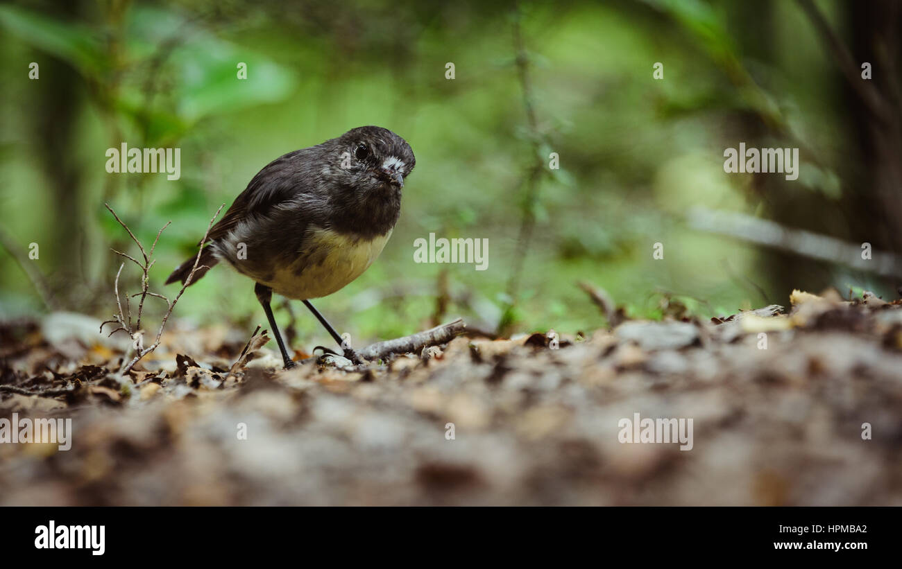 Robin island hi-res stock photography and images - Alamy