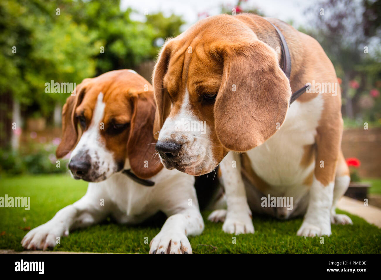 Beagle having fun Stock Photo - Alamy