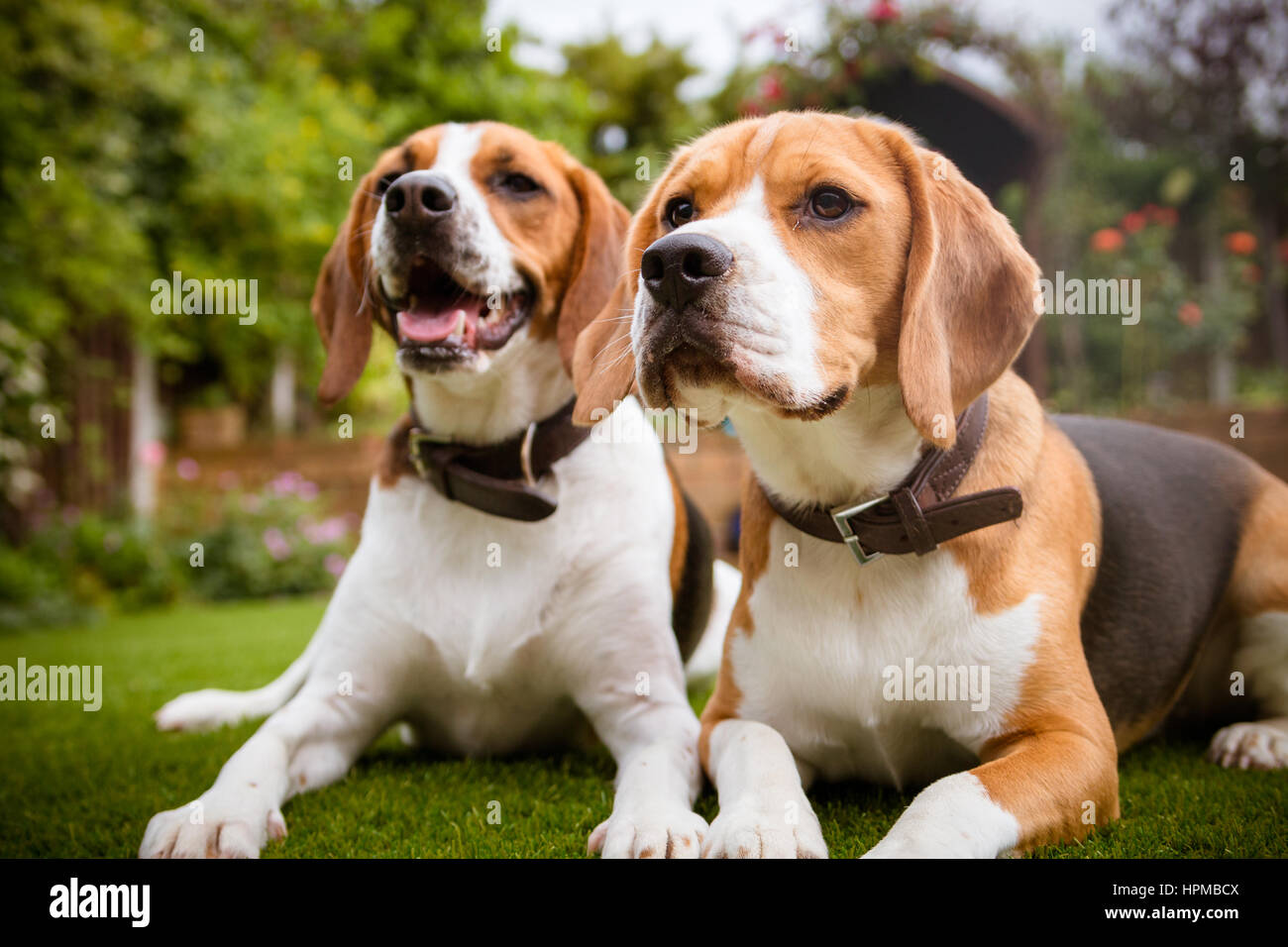 Beagles lawn hi-res stock photography and images - Alamy
