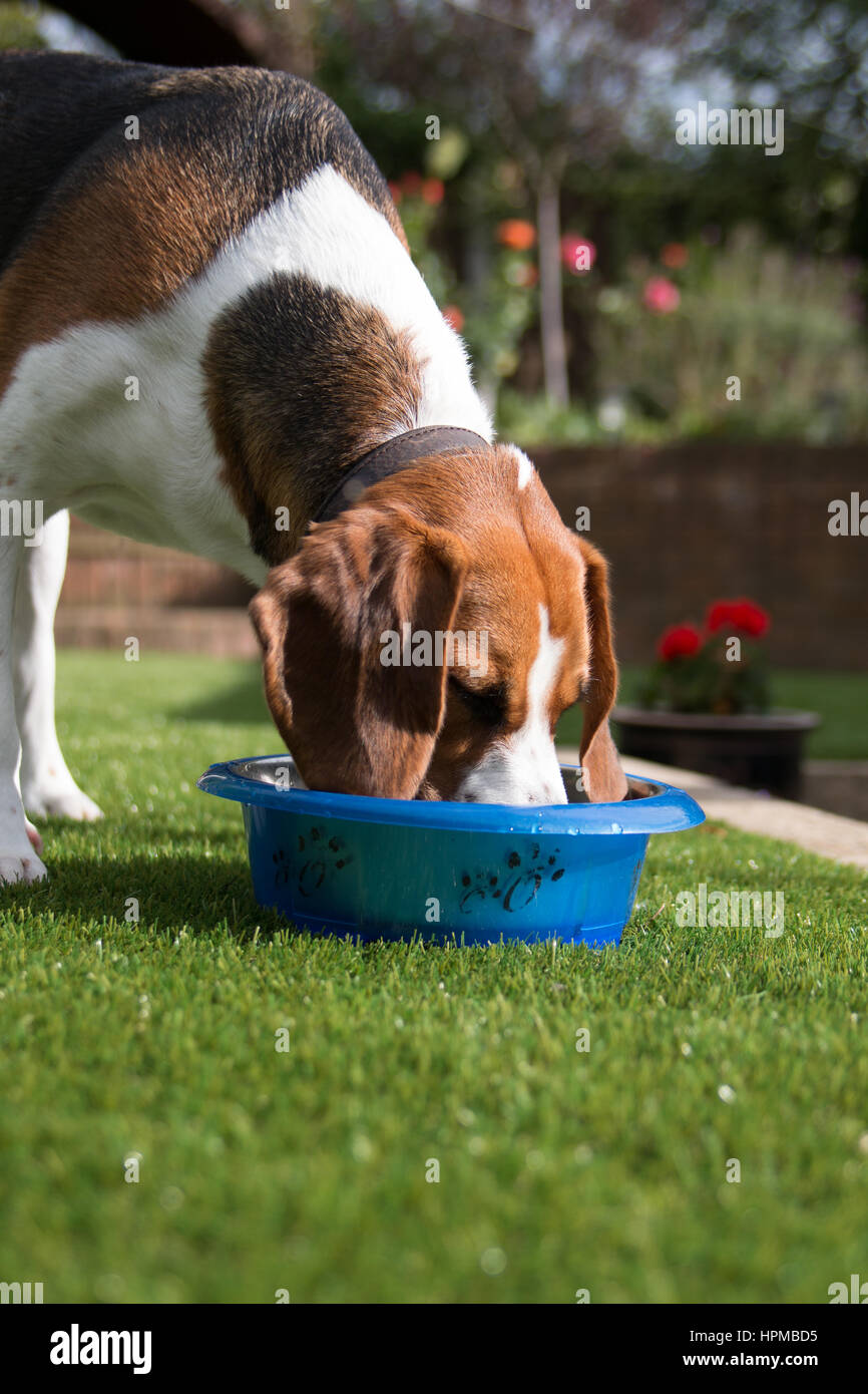 Beagles lawn hi-res stock photography and images - Alamy