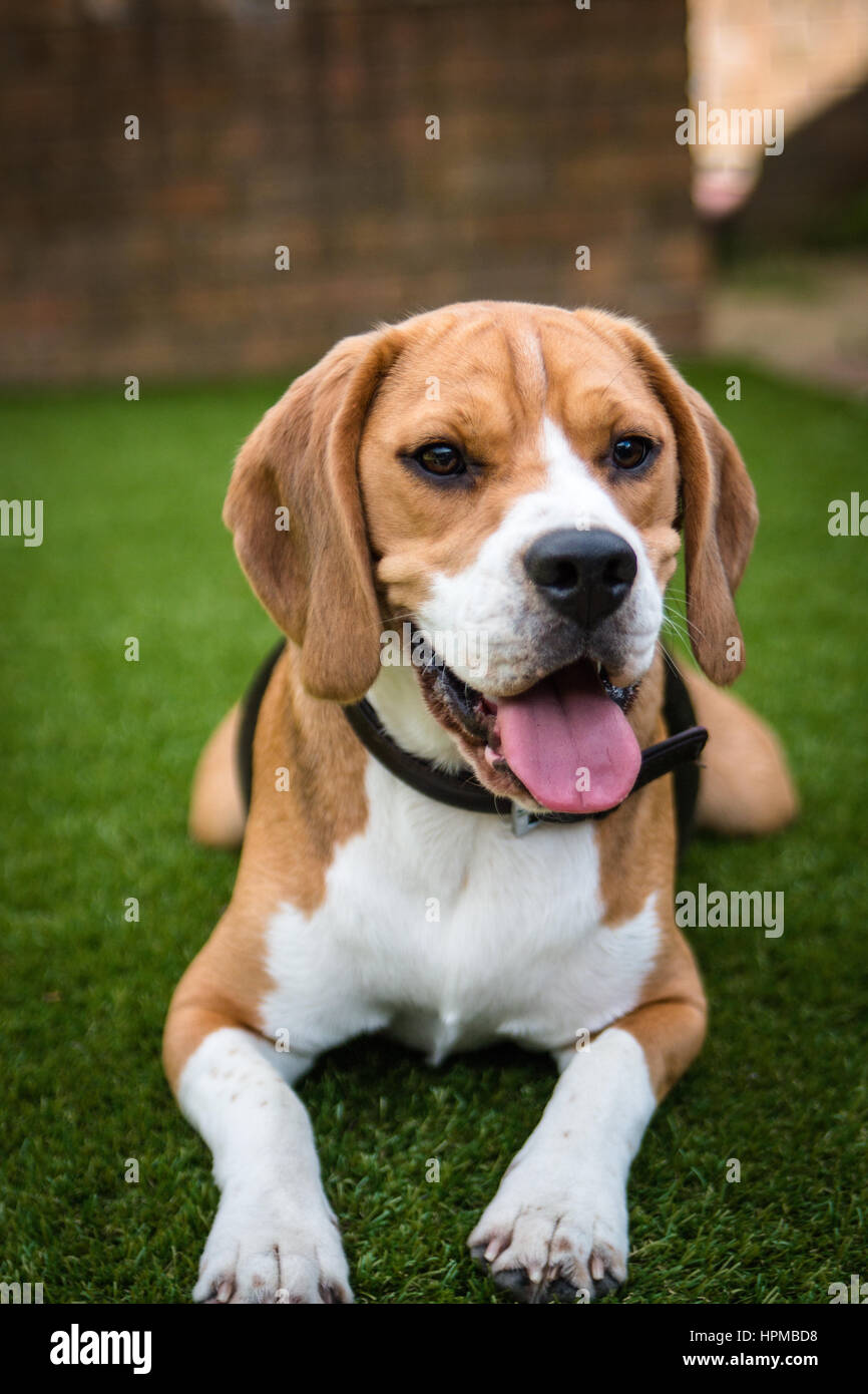 Beagle hi-res stock photography and images - Alamy