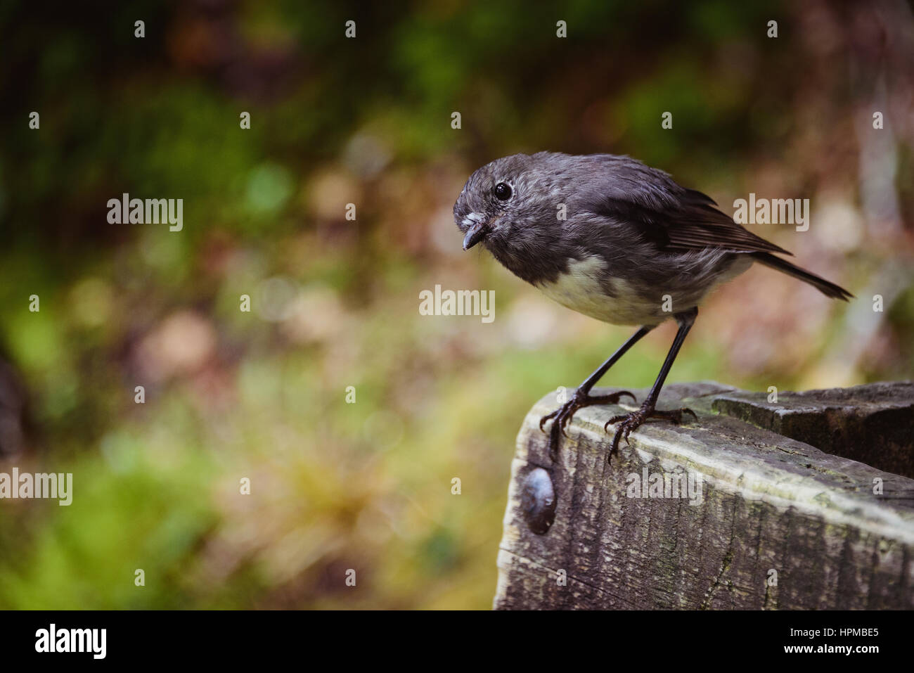 South Island Robin, New Zealand Stock Photo - Alamy