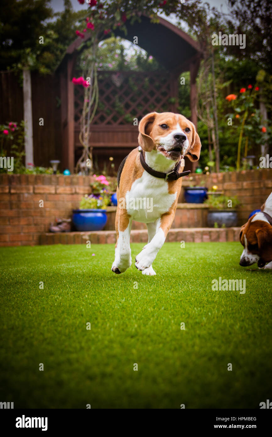 Beagle Running High Resolution Stock Photography and Images - Alamy