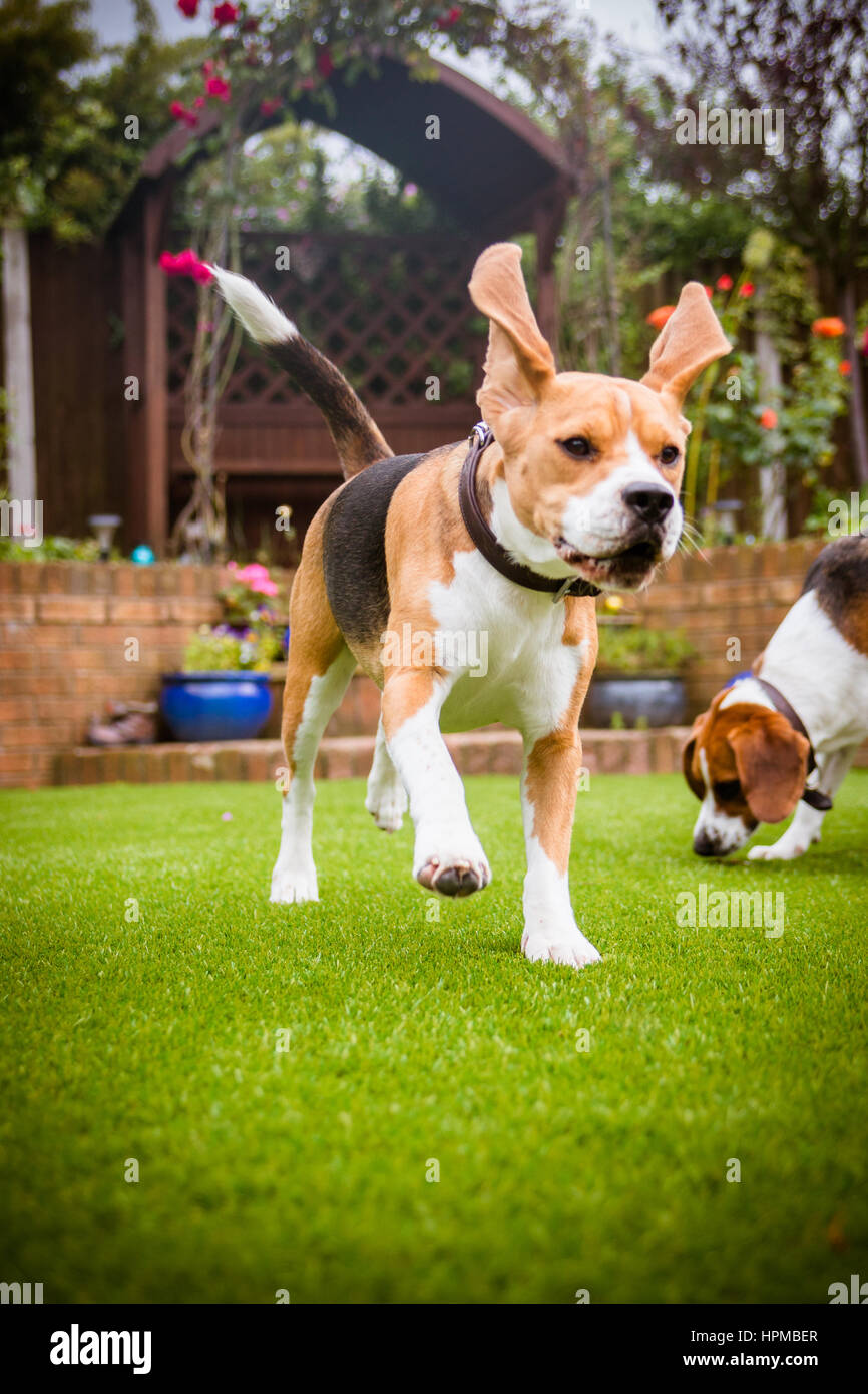 Beagle running hi-res stock photography and images - Alamy