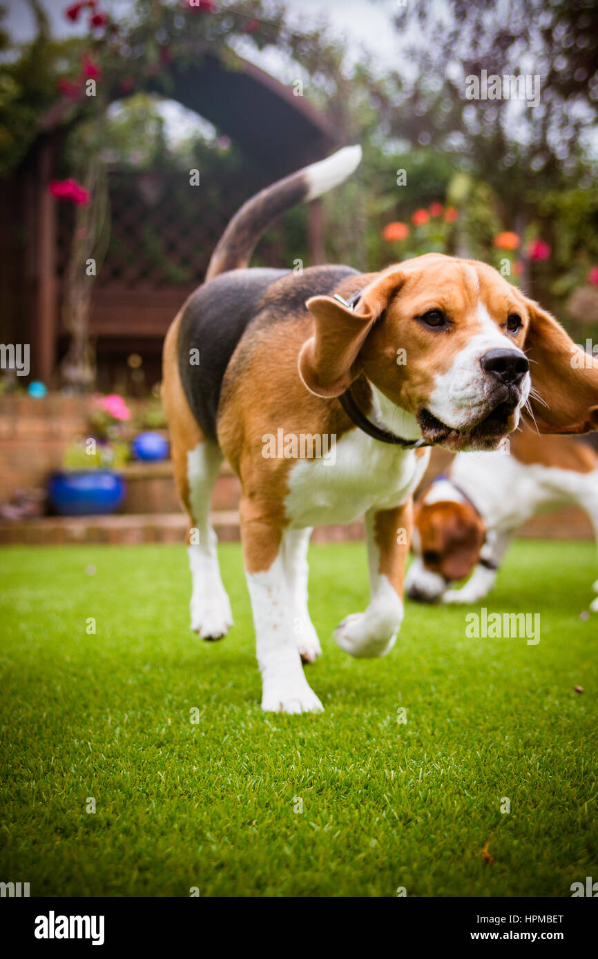 Beagle running around in the garden Stock Photo - Alamy