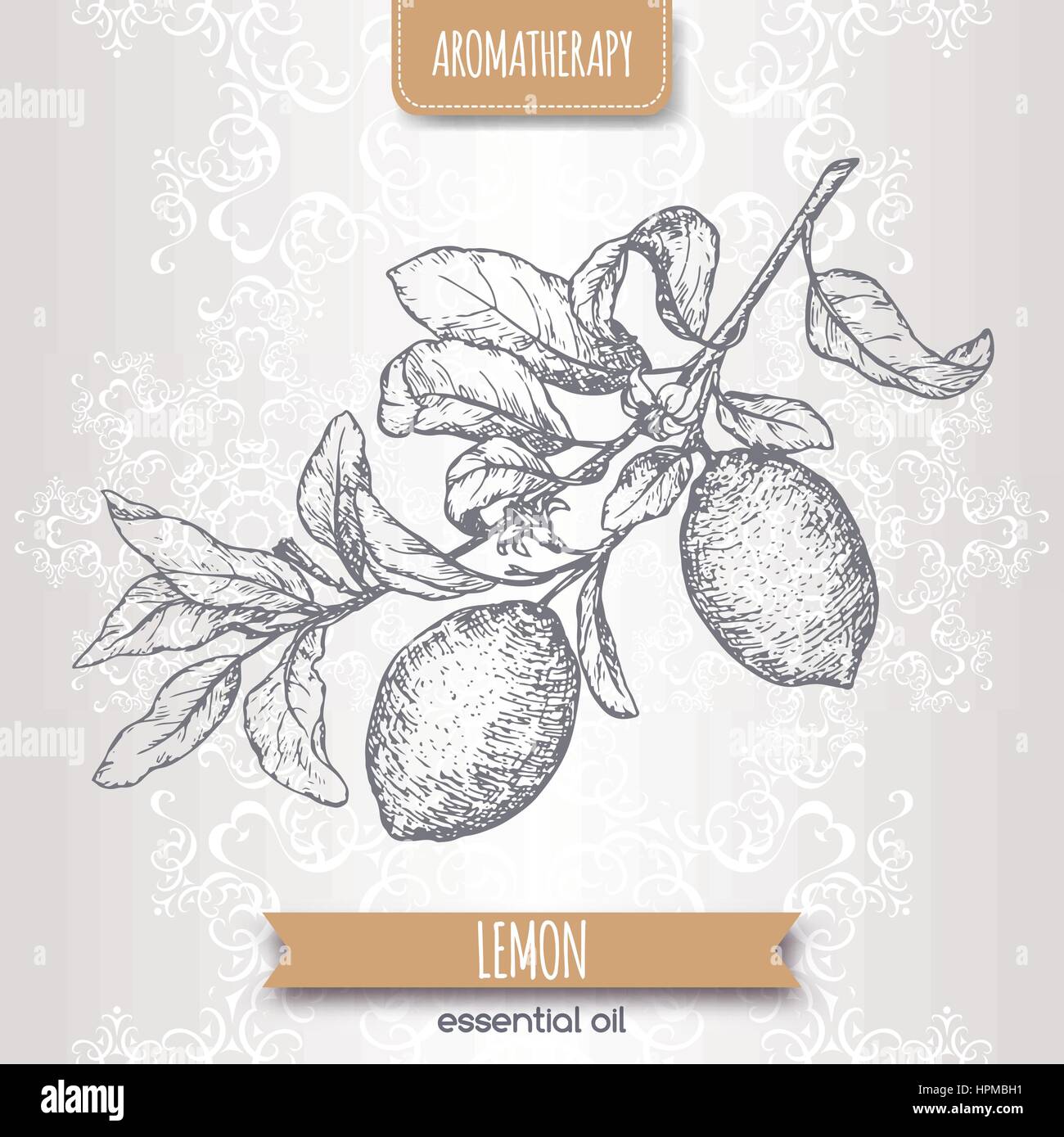 Citrus limon aka lemon branch sketch on elegant lace background Stock ...