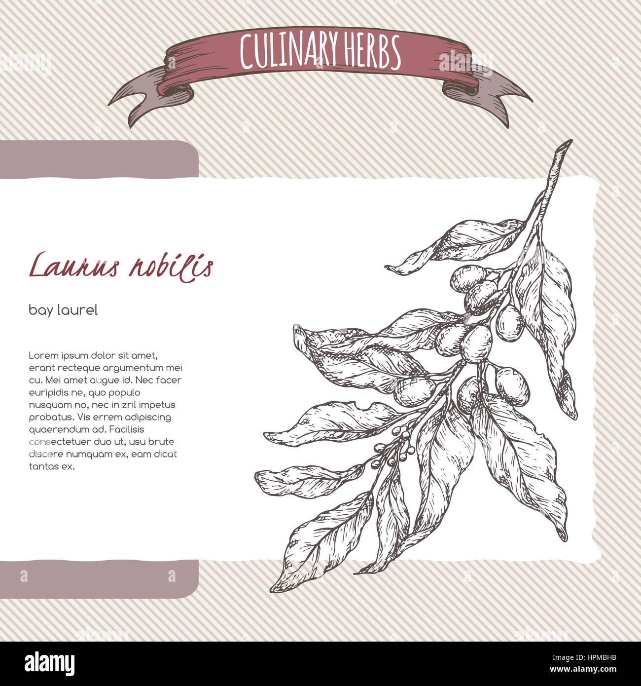Laurus nobilis aka bay laurel vector sketch. Culinary herbs collection ...