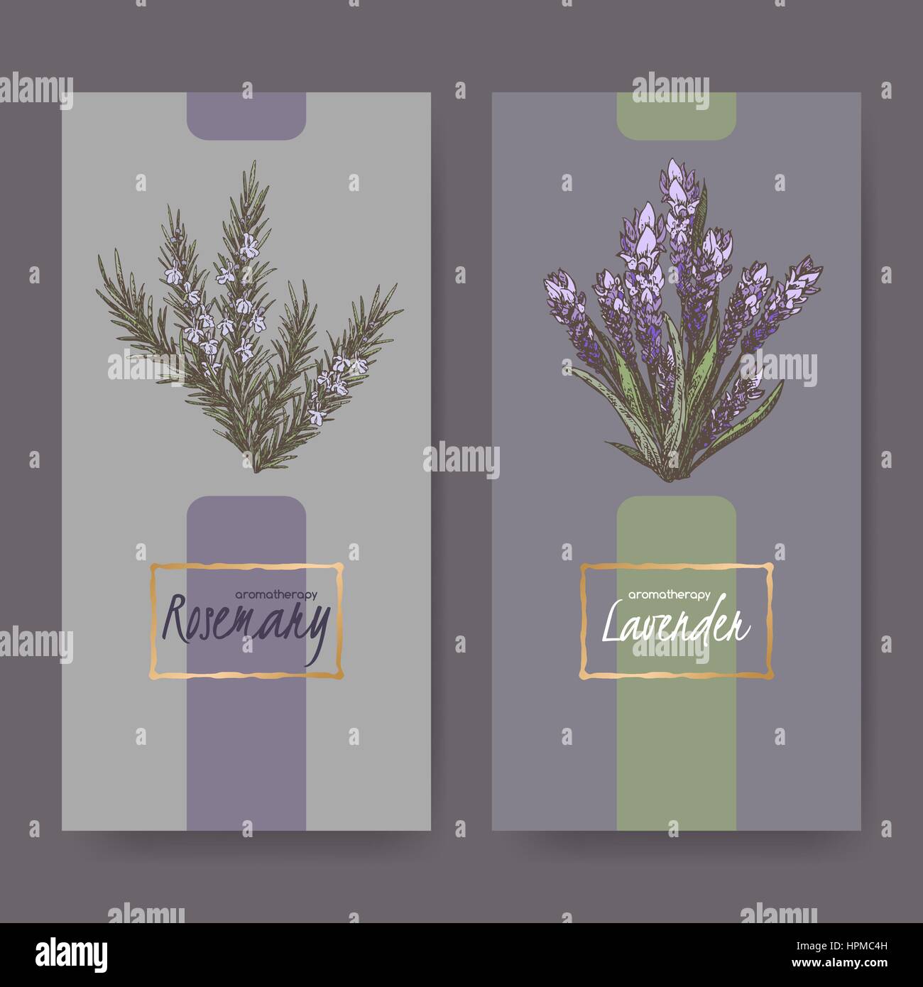 Lavándula officinalis Stock Vector Images - Alamy