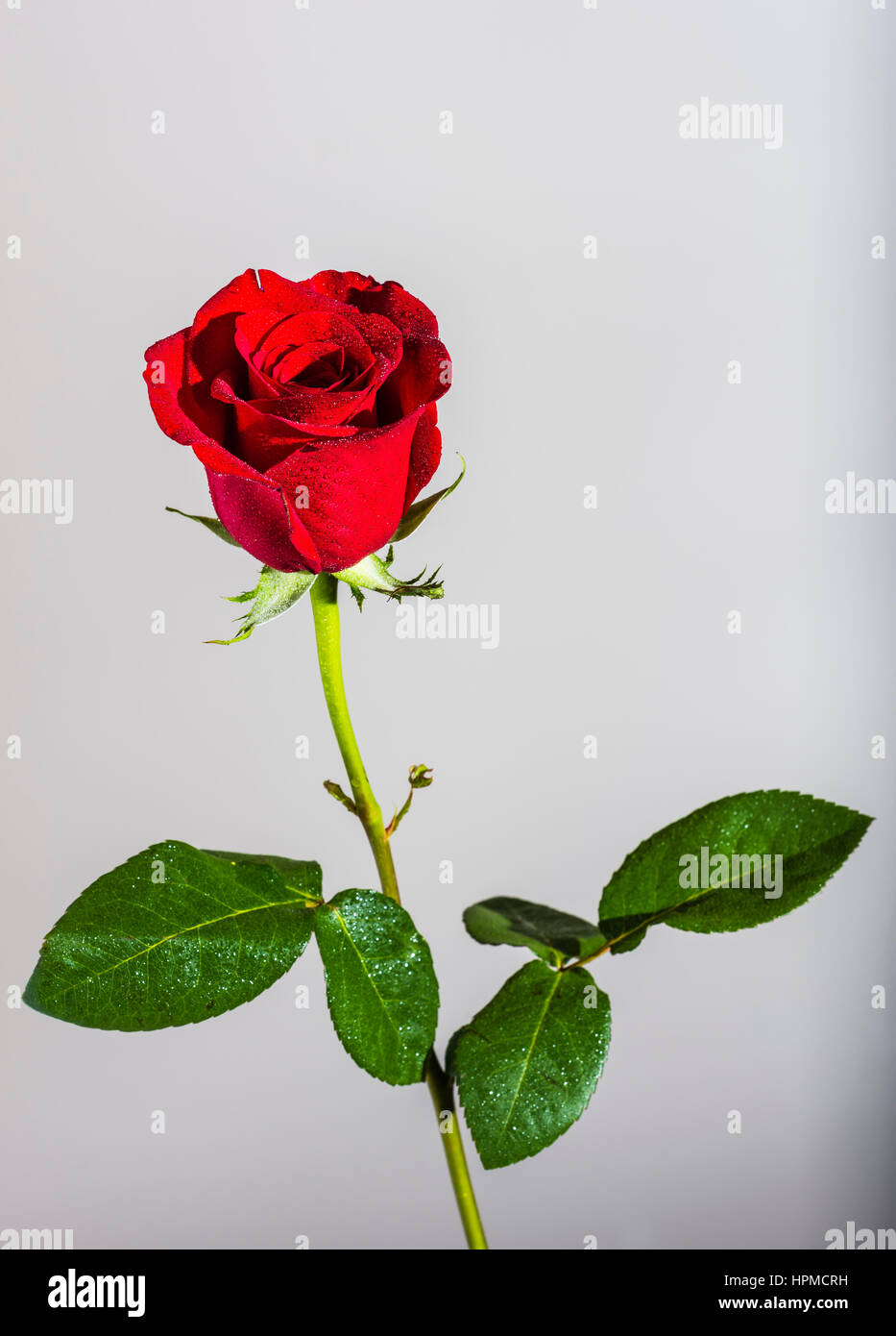 Single red rose covered in water drops against a studio background ...