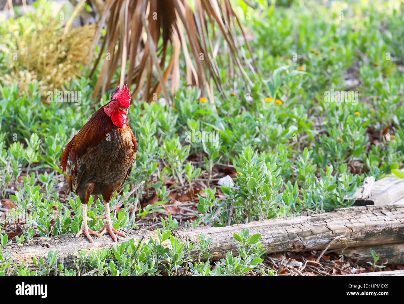 Free-roaming rooster as typically seen in Key West, Florida, USA Stock ...