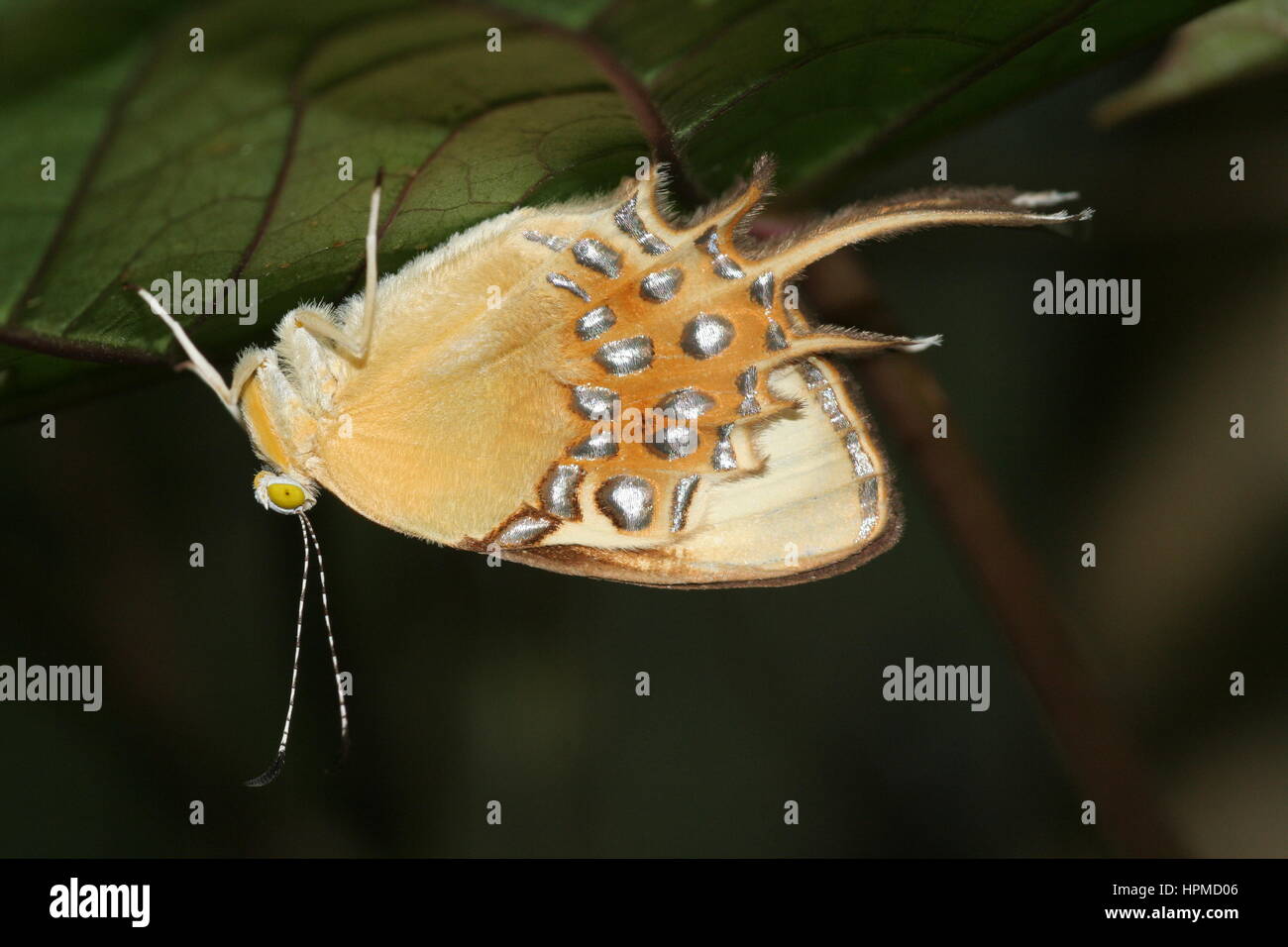 Helicopis butterfly hi-res stock photography and images - Alamy