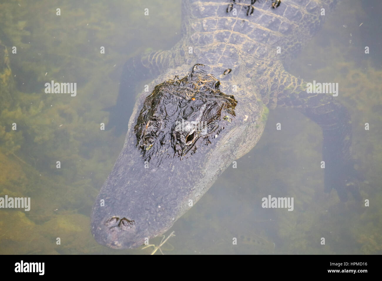Ochopee, USA - MAY 11, 2015: American Alligator resting closely below ...