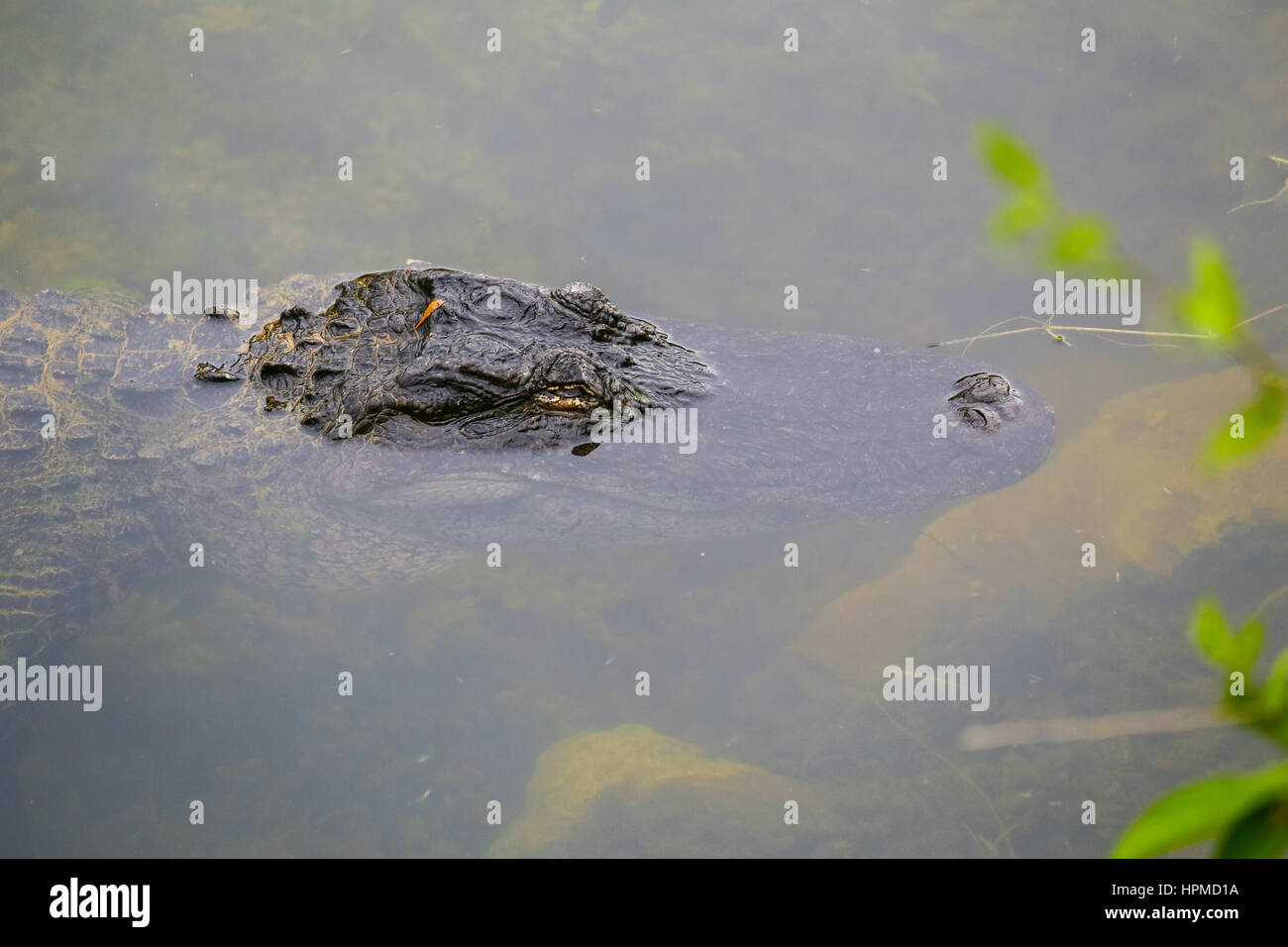 Alligator armour hi-res stock photography and images - Alamy