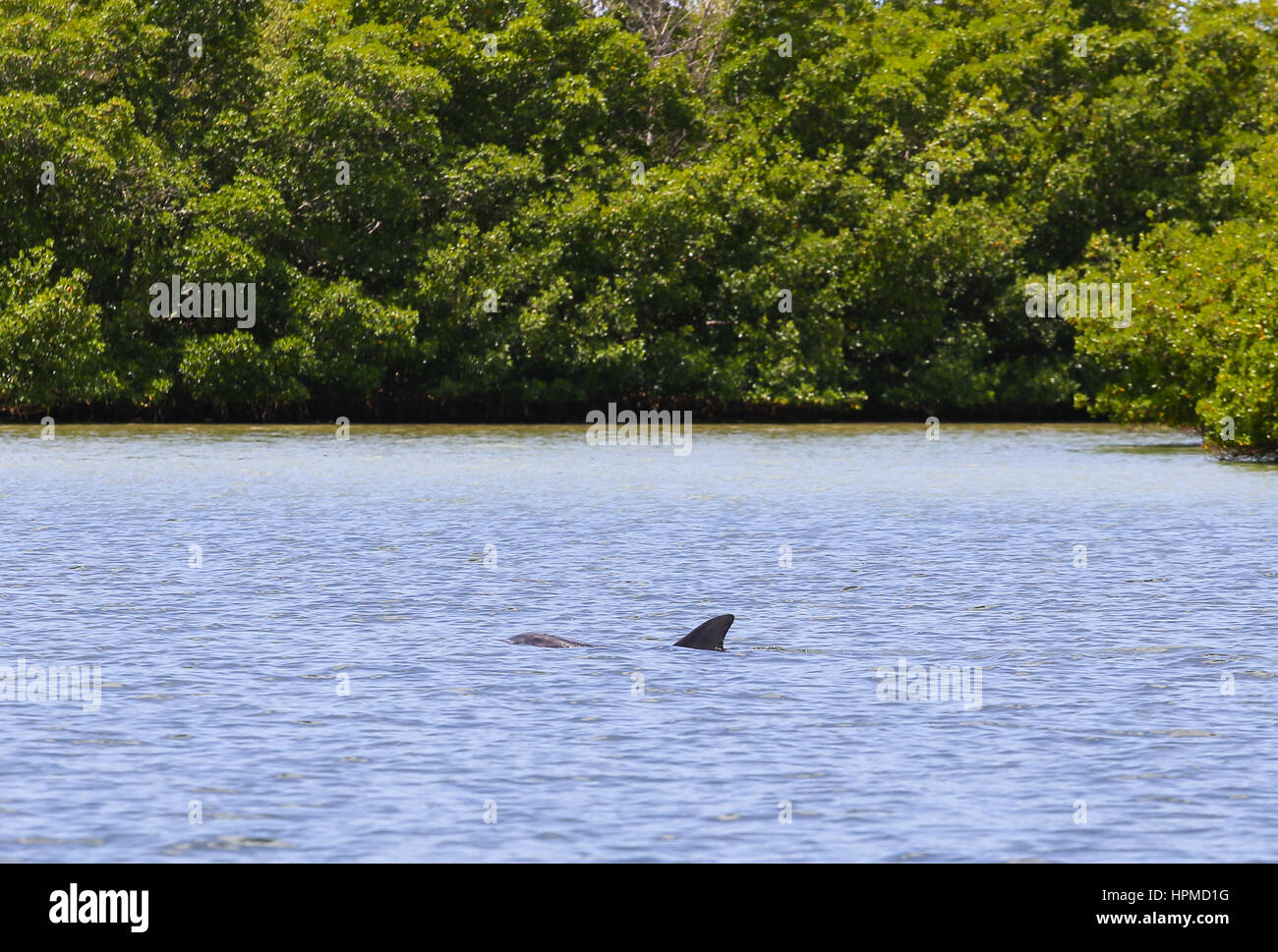 Fort Myers Beach, USA - MAY 11, 2015: Dolphin swimming in Estero Bay ...