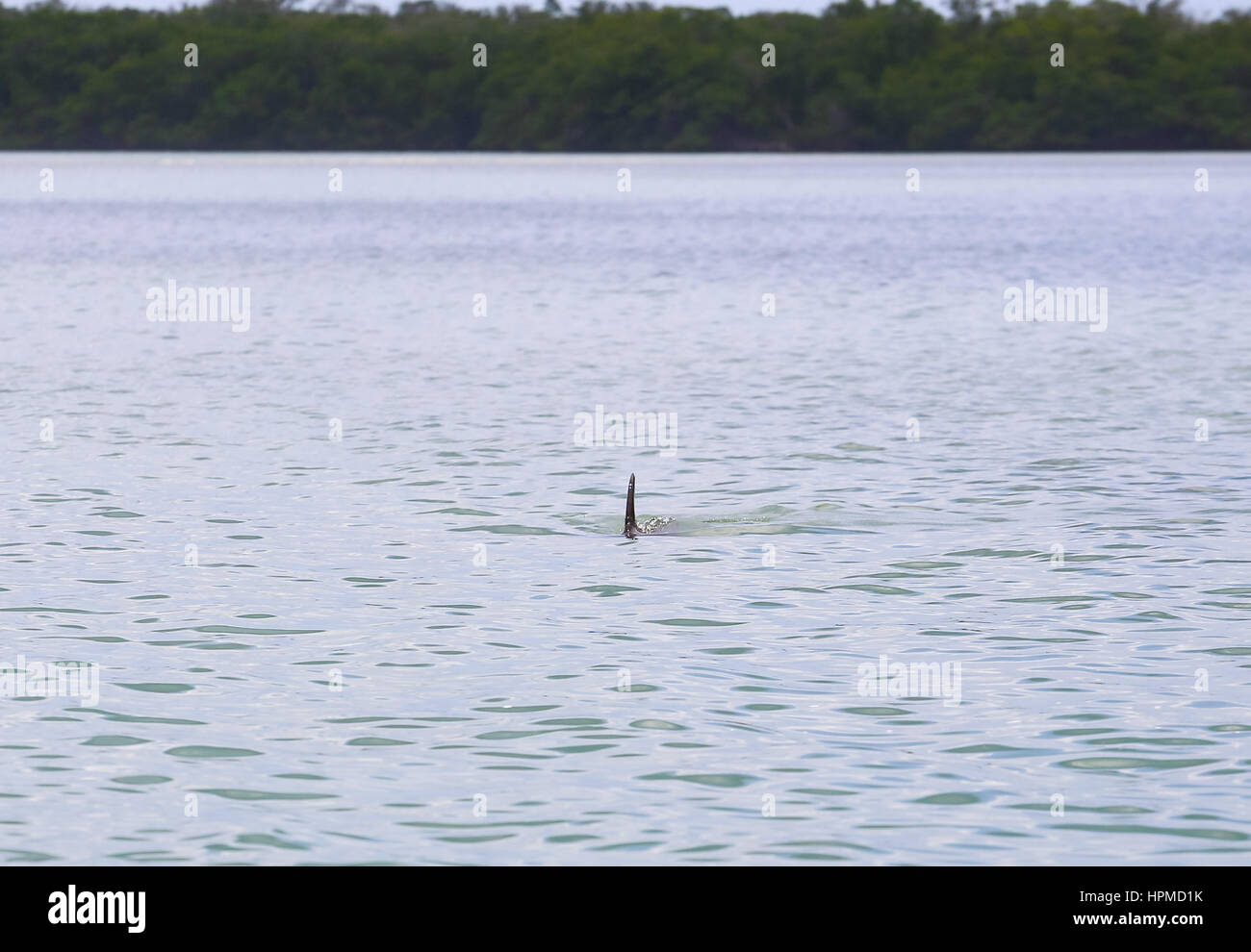 Dolphin dorsal hi-res stock photography and images - Alamy